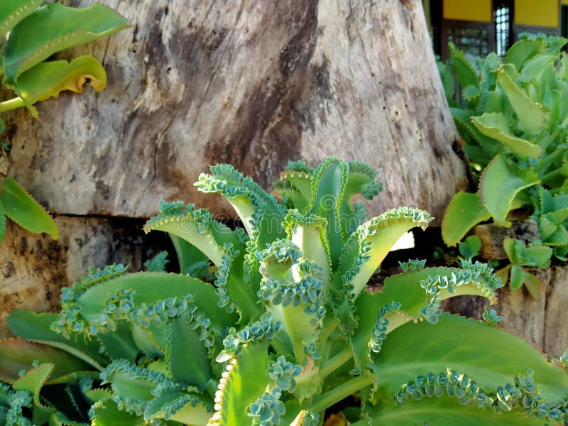 The Cocor Duck Plant Grows on the Roots of a Dead Tree. Stock Image ...