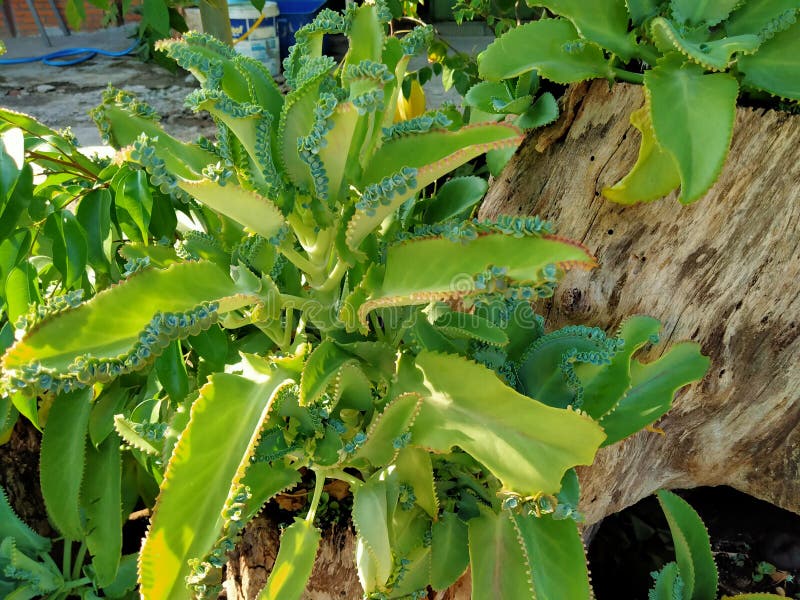 The Cocor Duck Plant Grows on the Roots of a Dead Tree. Stock Image ...
