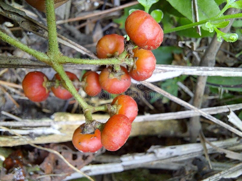 Carolinus Flower Stock Photos - Free & Royalty-Free Stock Photos from ...