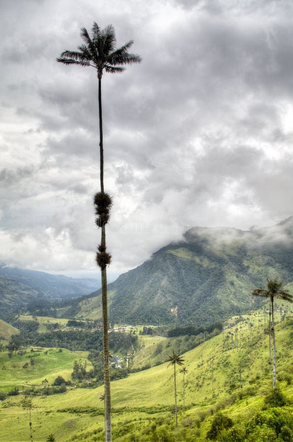 Cocora valley stock image. Image of forest, environment - 38022897