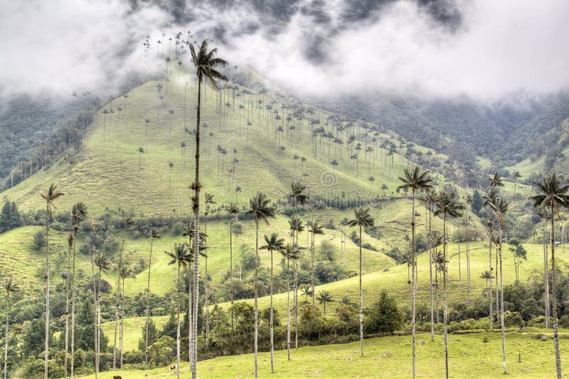 Cocora valley stock image. Image of mountains, colombia - 38026101