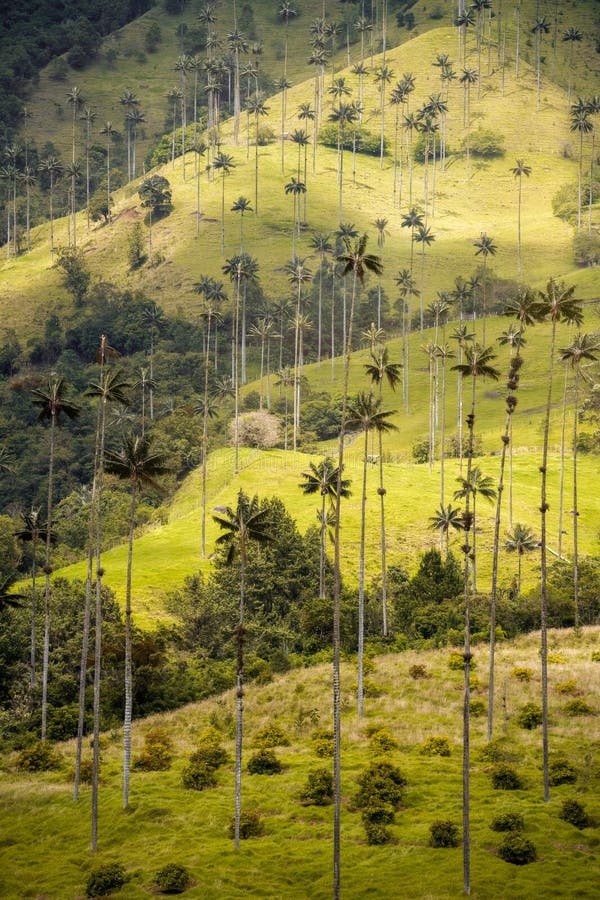 Cocora Valley in Colombia, South America Stock Photo - Image of cloud ...