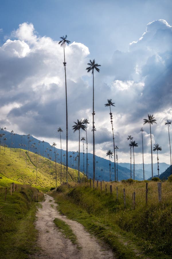 Cocora Valley in Colombia, South America Stock Image - Image of ...