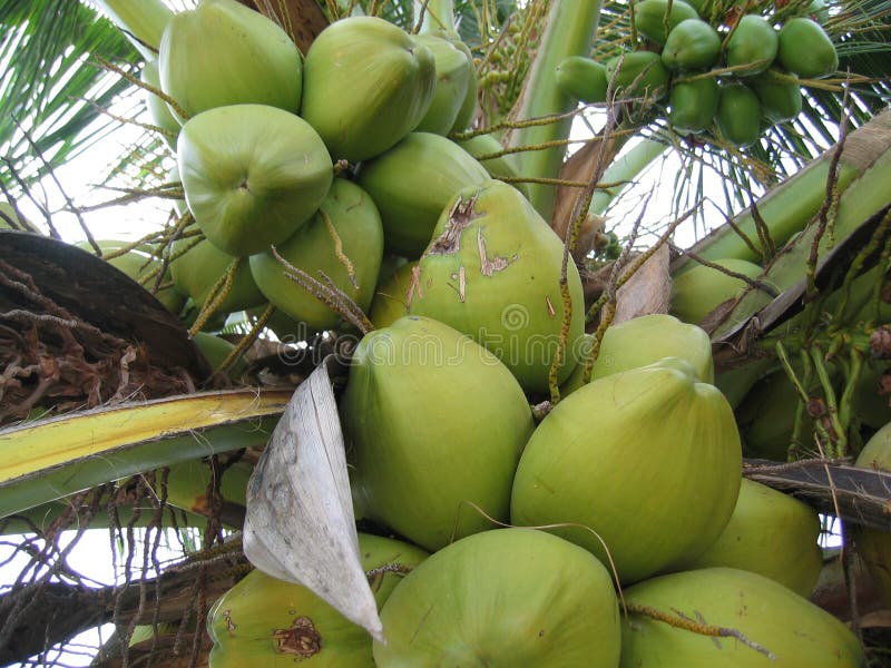 Cocos imagen de archivo. Imagen de verde, hojas, maldiviano - 133673