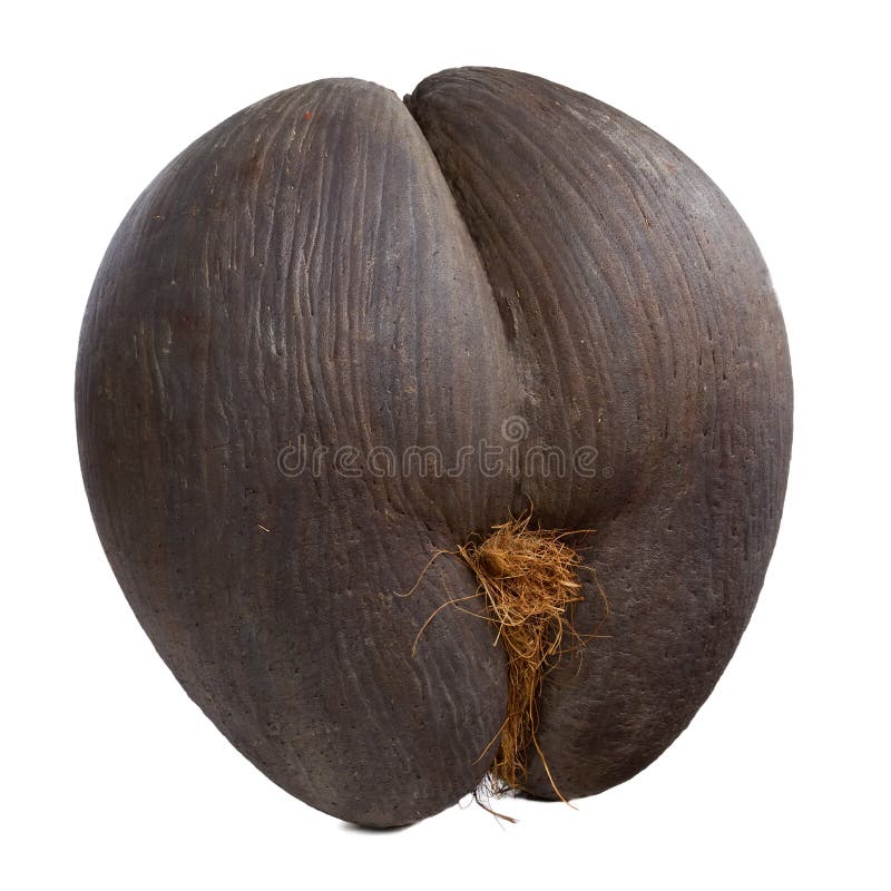 Cocos de mer imagem de stock. Imagem de porca, poderoso - 26792105