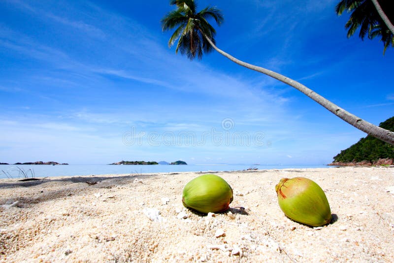 Cocos En La Playa Del Paraíso Foto de archivo - Imagen de playa ...