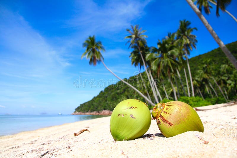 Cocos En La Playa Del Paraíso Foto de archivo - Imagen de recorrido ...