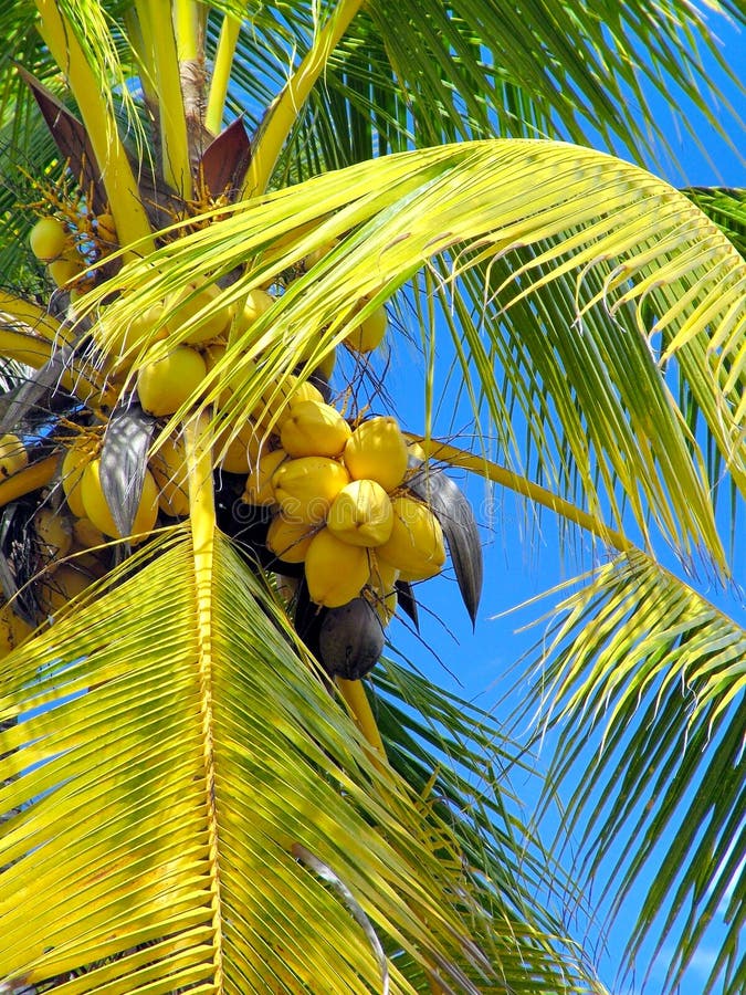 Árbol de coco imagen de archivo. Imagen de coma, hotel, vacaciones - 45465