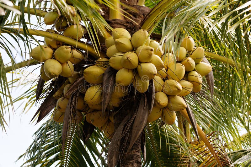 Cocos en una palma de coco imagen de archivo. Imagen de exterior - 48737923