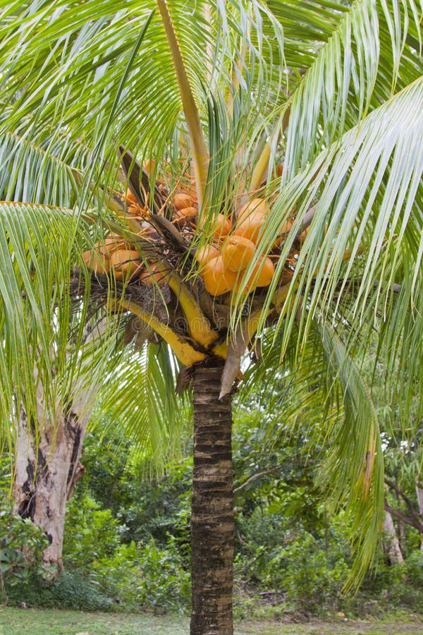Dwarf Coconut Tree Farm Family