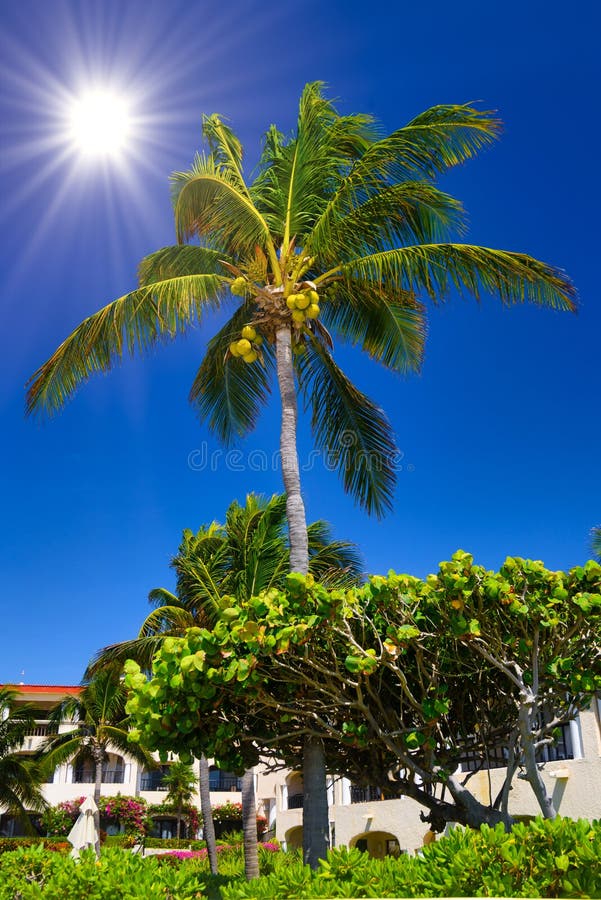 Cocos Palm with Cocos Nuts in Playa Del Carmen, Mexico Stock Image ...