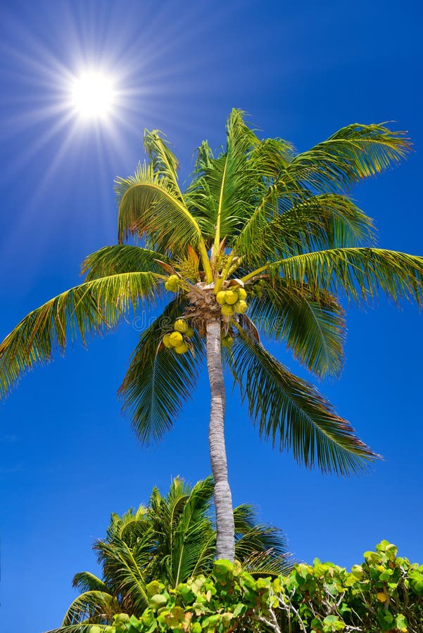 Cocos Palm with Cocos Nuts in Playa Del Carmen, Mexico Stock Photo ...