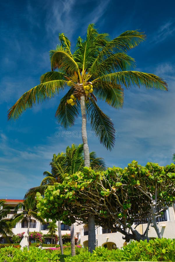 Cocos Palm with Cocos Nuts in Playa Del Carmen, Mexico Stock Image ...