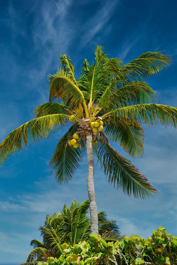 Cocos Palm with Cocos Nuts in Playa Del Carmen, Mexico Stock Image ...