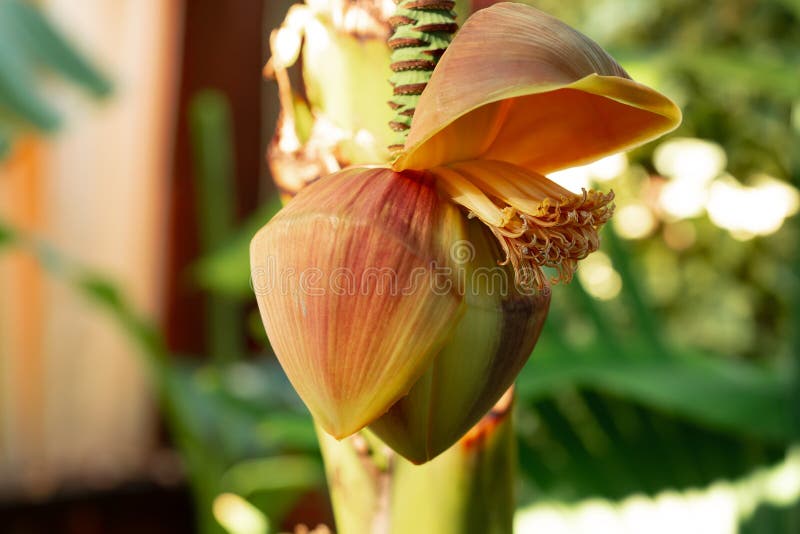 Cocotero Colgado Sobre La Palmera De Cocotero Cerca Imagen de archivo ...
