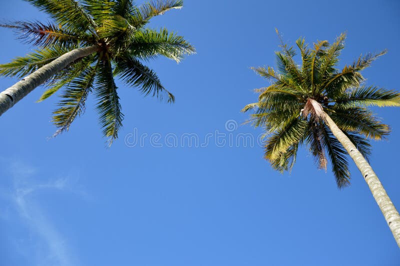 Cocotier image stock. Image du nature, accroissement - 35137699