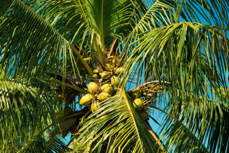 Cocotier image stock. Image du tropiques, ciel, coconut - 4736871