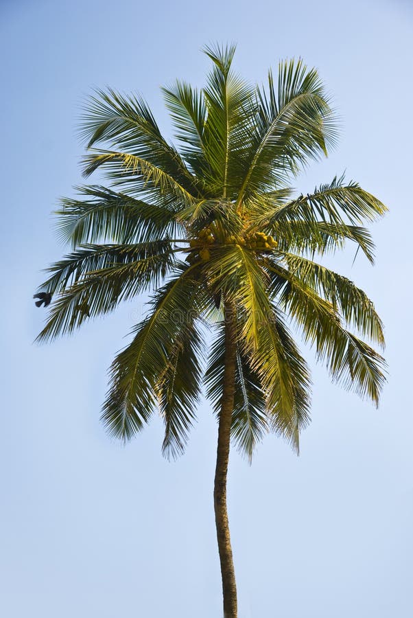 Cocotier image stock. Image du normal, côte, évasion, coconut - 8758073