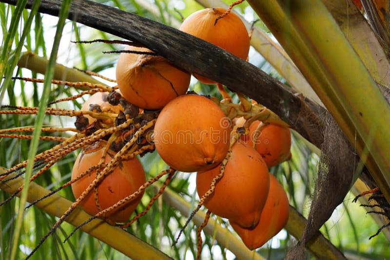 Cocotier avec des fruits photo stock. Image du noix - 130383642