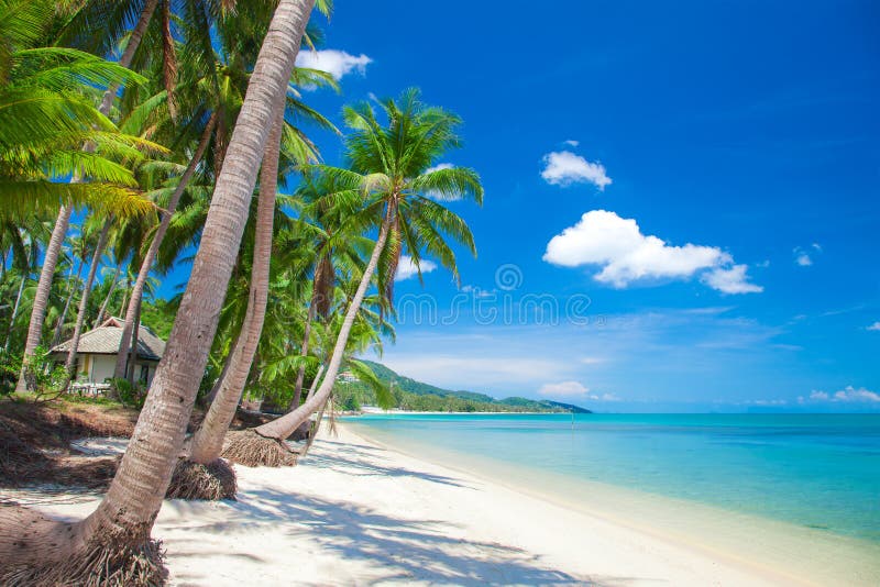 Cocotier de plage tropical image stock. Image du maison - 106662249