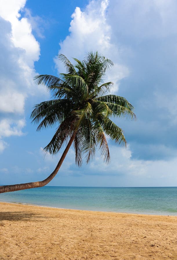 Cocotier de plage tropical photo stock. Image du sable - 40371506