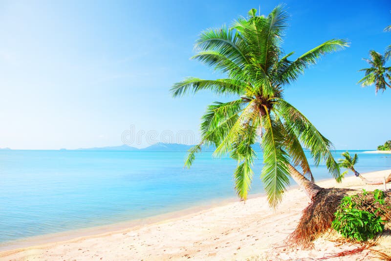Tropical Panoramique De Cocotier De Plage Photo stock - Image du plage ...