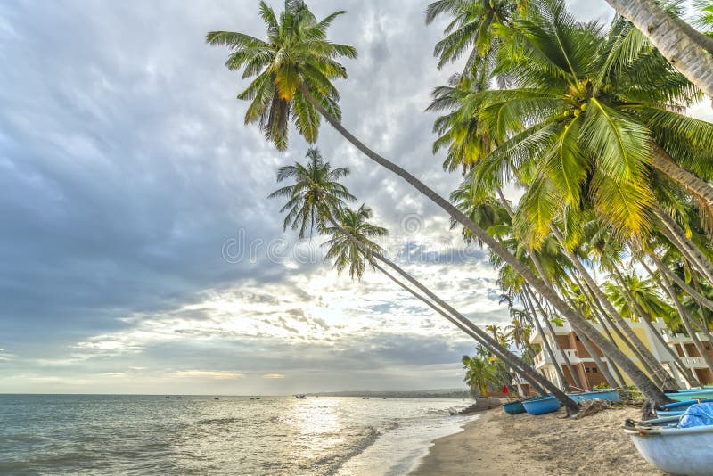 Cocotier de plage tropical image stock. Image du horizontal - 90928369