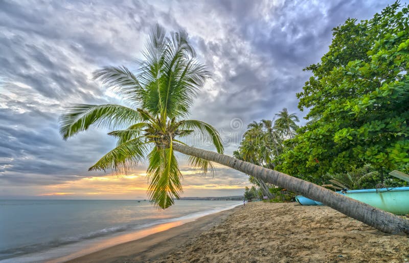 Cocotier de plage tropical image stock. Image du horizon - 90928469