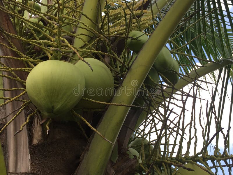 Cocotier photo stock. Image du arbre, zoom, coconut - 153475034
