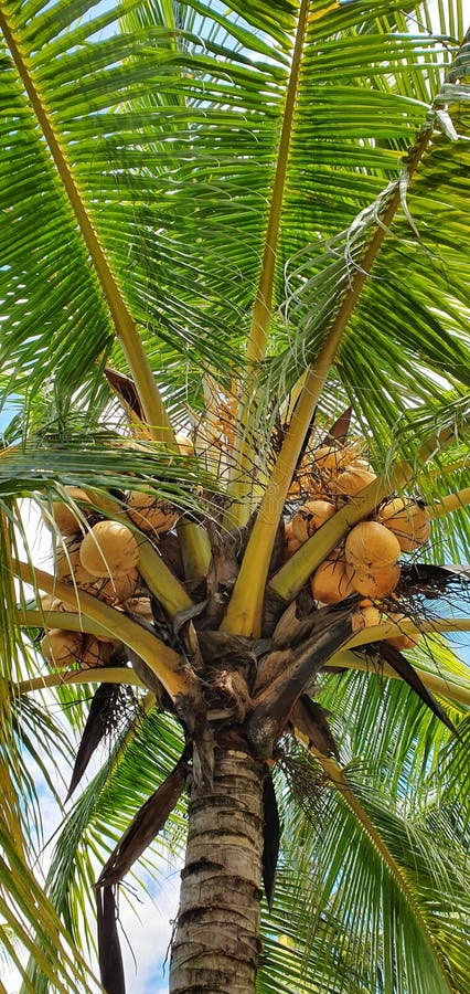 Cocotier Philippin Avec Des Fruits Photo stock - Image du sain, noix ...