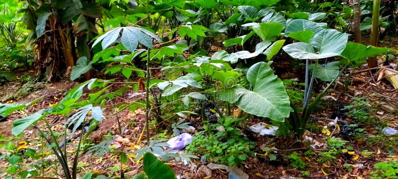 Cocoyam Crop Growing in a Garden Stock Photo - Image of food ...