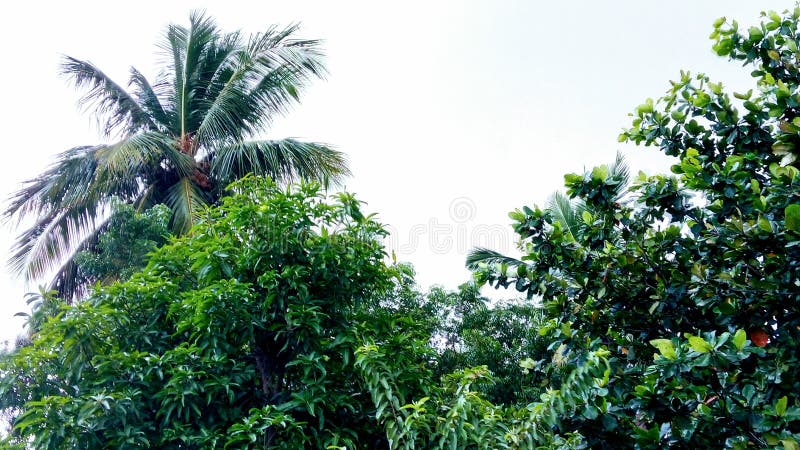 Badam Tree Leaves,ndian Almond In Tree, Prunus Dulcis, It Is Called ...