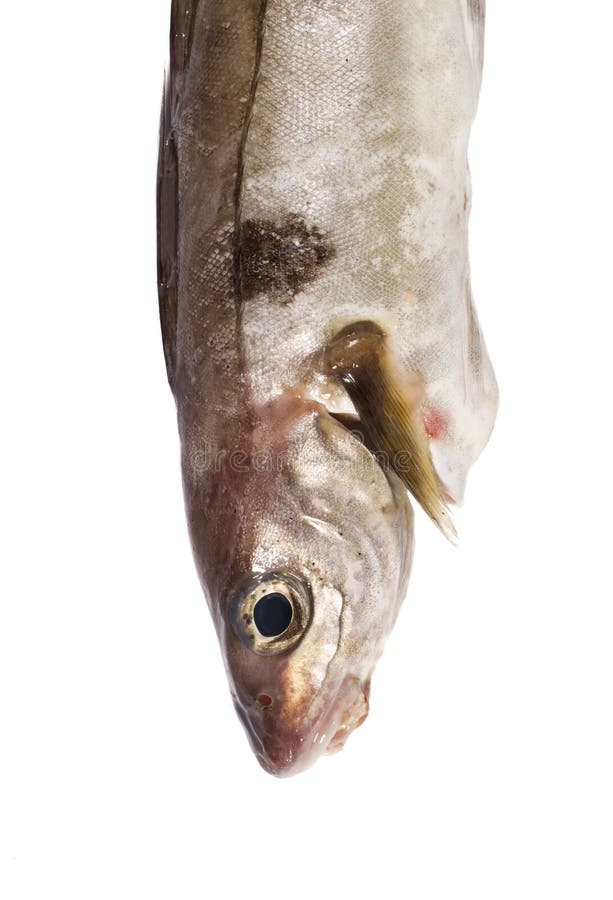 210 Cod Mouth Open Stock Photos - Free & Royalty-Free Stock Photos from ...