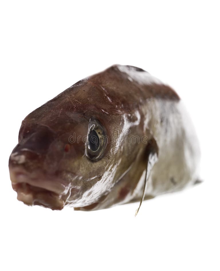 208 Cod Mouth Open Stock Photos - Free & Royalty-Free Stock Photos from ...