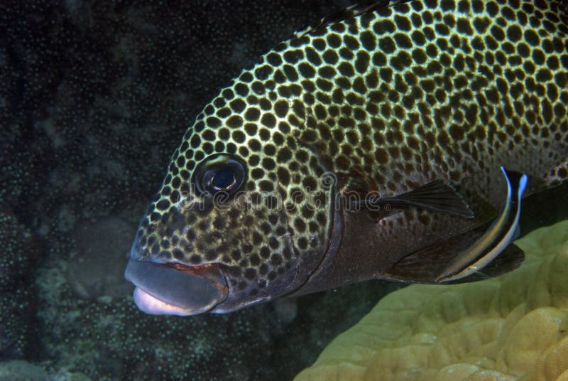 Cod stock image. Image of tentacles, fish, colors, great - 27028239