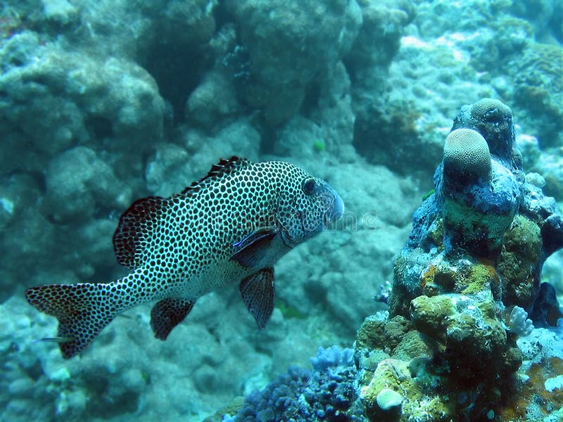 Cod stock image. Image of snorkel, marine, queensland, tropical - 390067