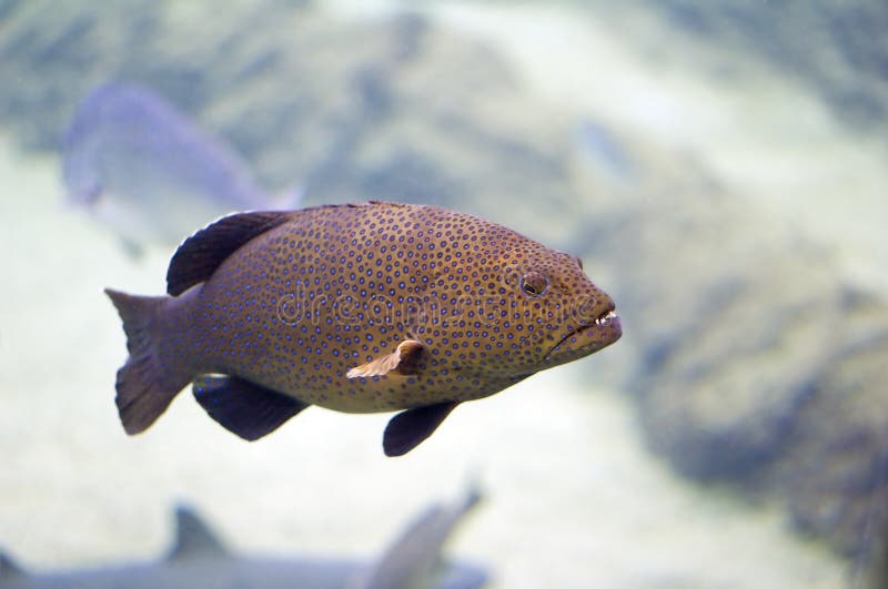 Coddfishl stock image. Image of cephalopholis, underwater - 2247875