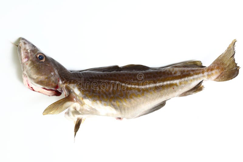 Cod fish stock image. Image of open, isolated, background - 26336205