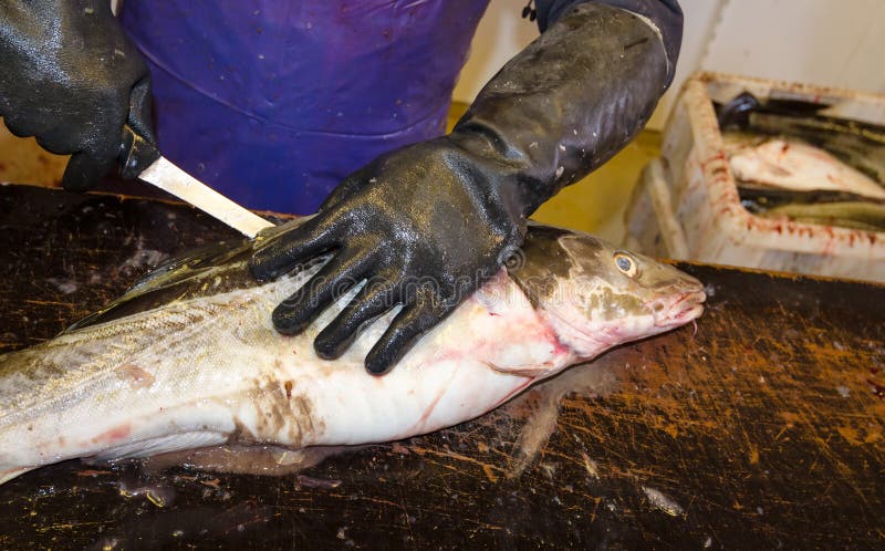 Cod fish cleaning stock photo. Image of norway, hand - 51231248