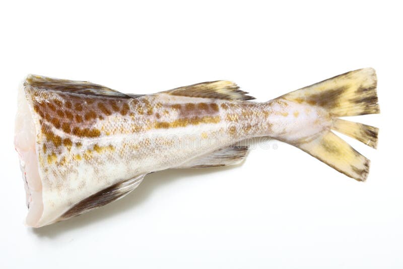 Eye cod fish stock photo. Image of fillet, seafood, nature - 31715892