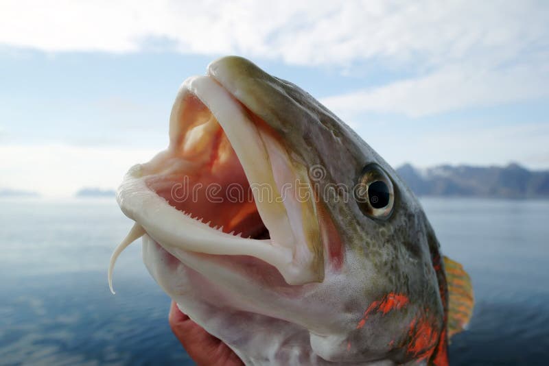 Cod fish stock image. Image of spring, activity, portrait - 40243177