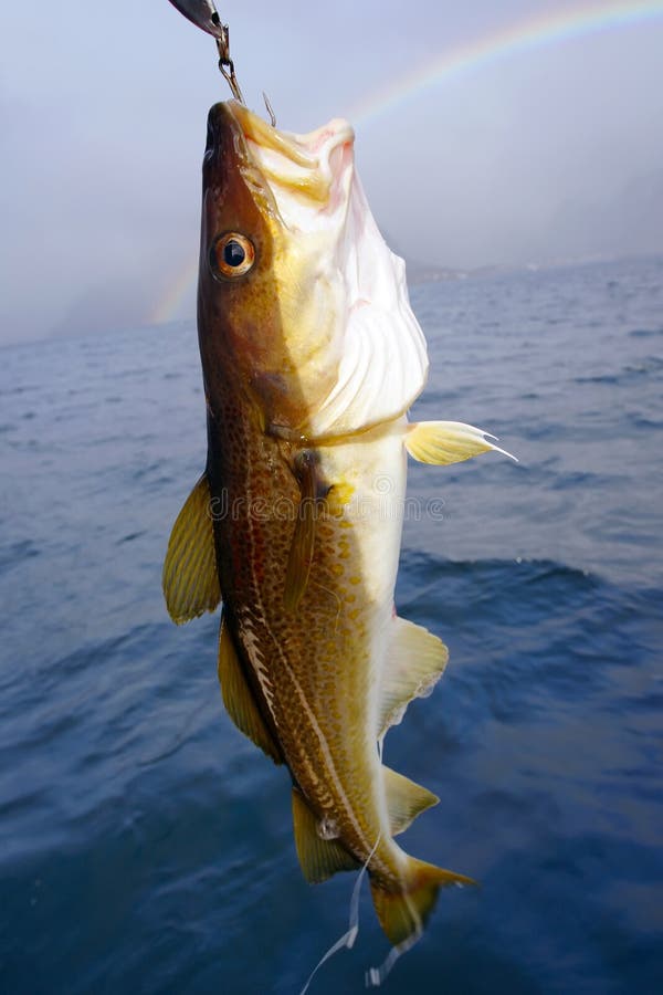 Cod fish stock image. Image of torsk, freshness, eating - 31125883