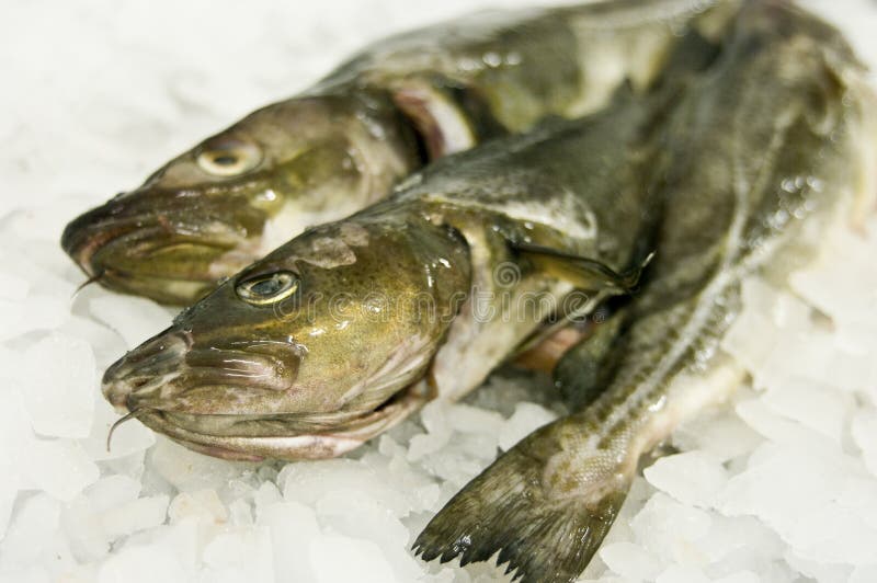 Cod fish food stock image. Image of seafood, iced, head - 11401835