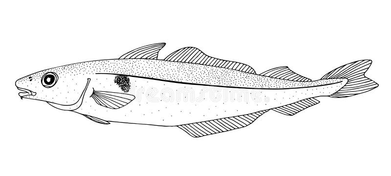 Haddock fish stock illustration. Illustration of commercial - 12265368