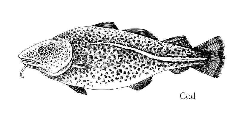 Cod Fish Stock Illustrations – 2,676 Cod Fish Stock Illustrations ...