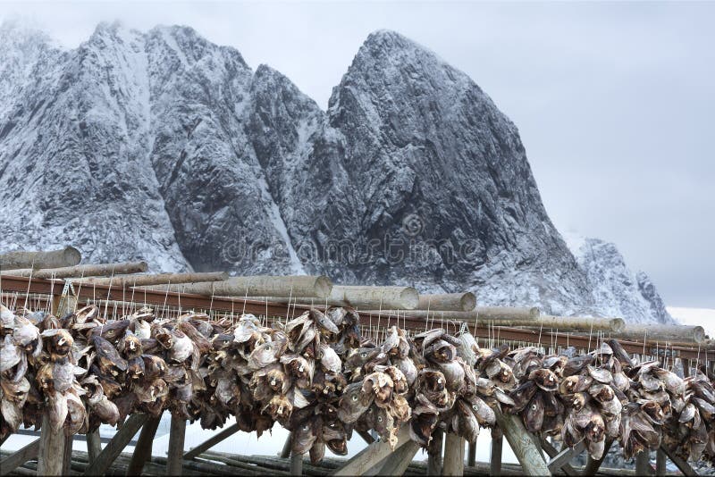 Cod Fish Heads Hang Up for Drying Stock Image - Image of meal, island ...