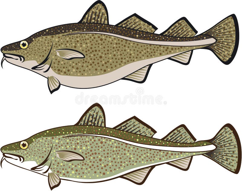 Cod Fish stock vector. Illustration of fish, seafood - 49279930