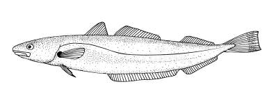Whiting Fish Stock Illustrations – 50 Whiting Fish Stock Illustrations ...