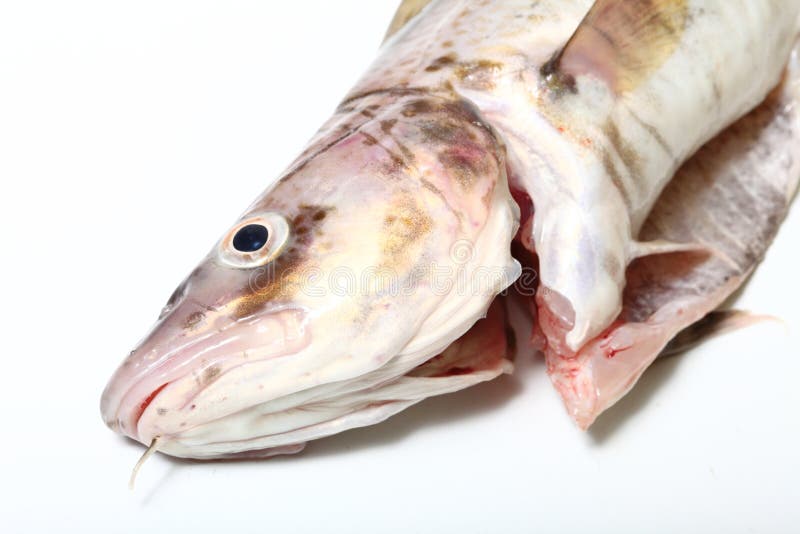 Eye cod fish stock photo. Image of fillet, seafood, nature - 31715892