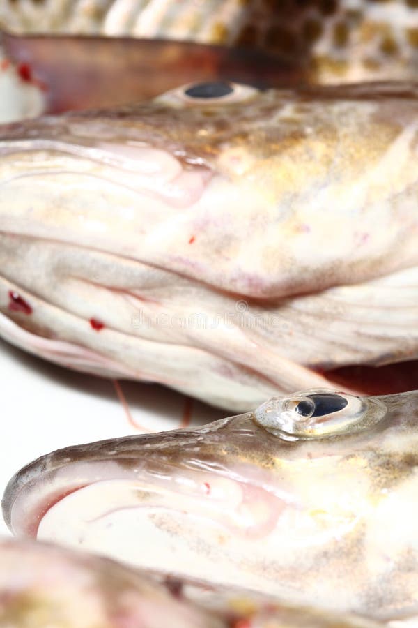 Eye cod fish stock photo. Image of fillet, seafood, nature - 31715892